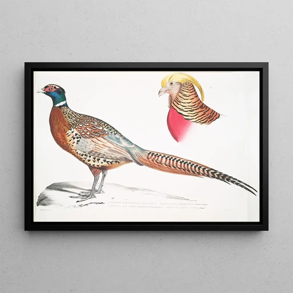Art print Pheasant with Chinese collar Phasianus torquatus 2 Head of t ...